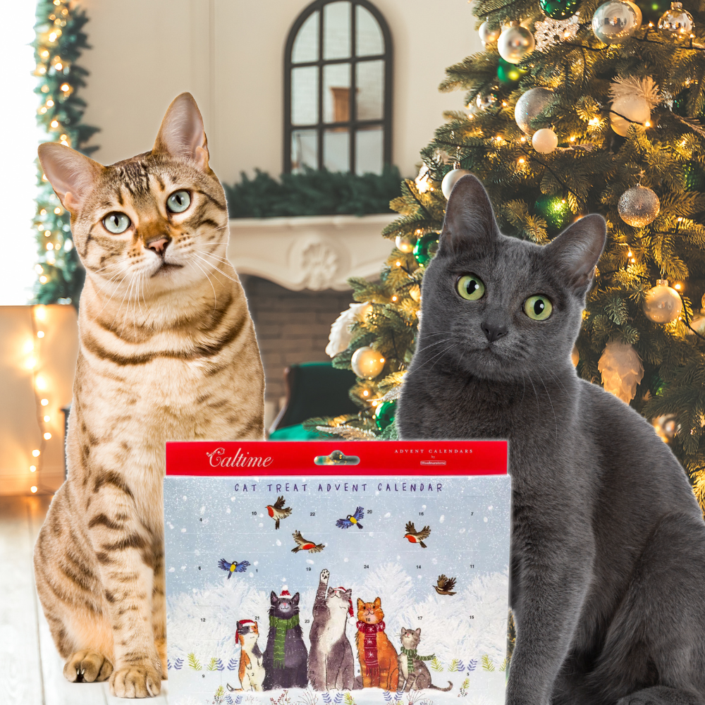 PET ADVENT CALENDARS | Dog & Cat Treat Fill Advent Calendars | Pet ...